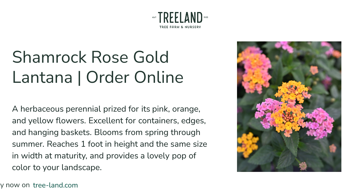 Shamrock Rose Gold Lantana | Order Online | Treeland Nursery