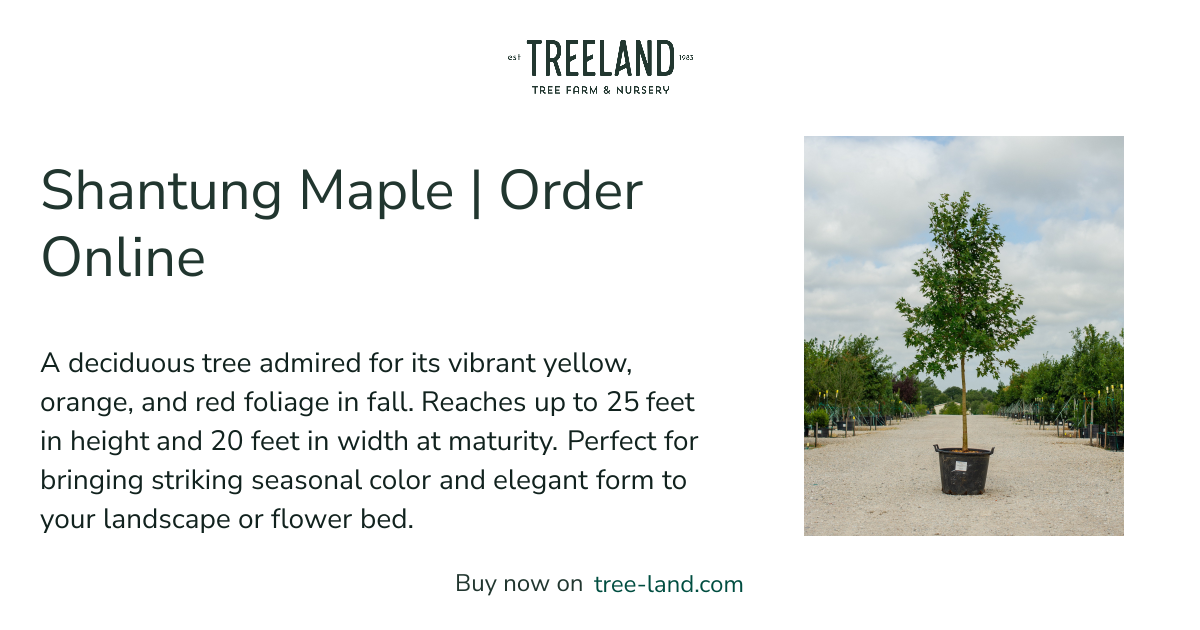 Shantung Maple | Order Online | Treeland Nursery