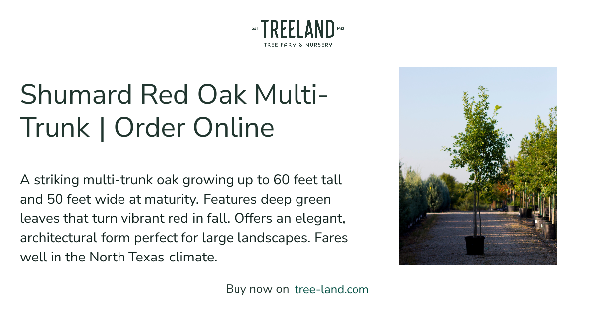 Shumard Red Oak Multi-Trunk | Order Online | Treeland Nursery
