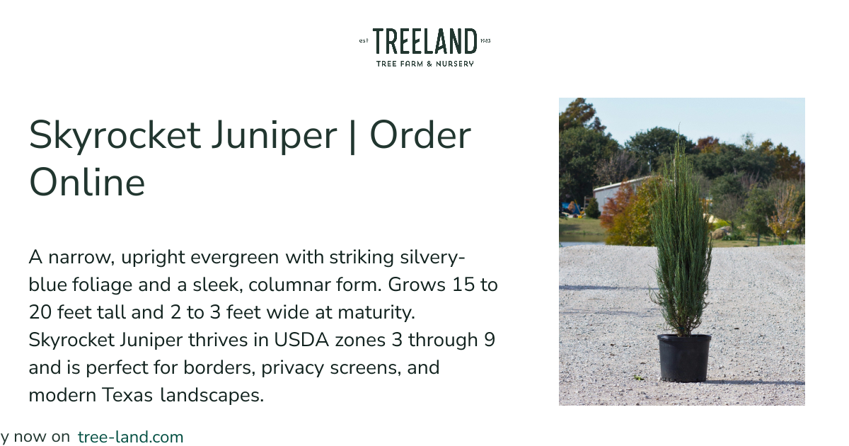 Skyrocket Juniper | Order Online | Treeland Nursery