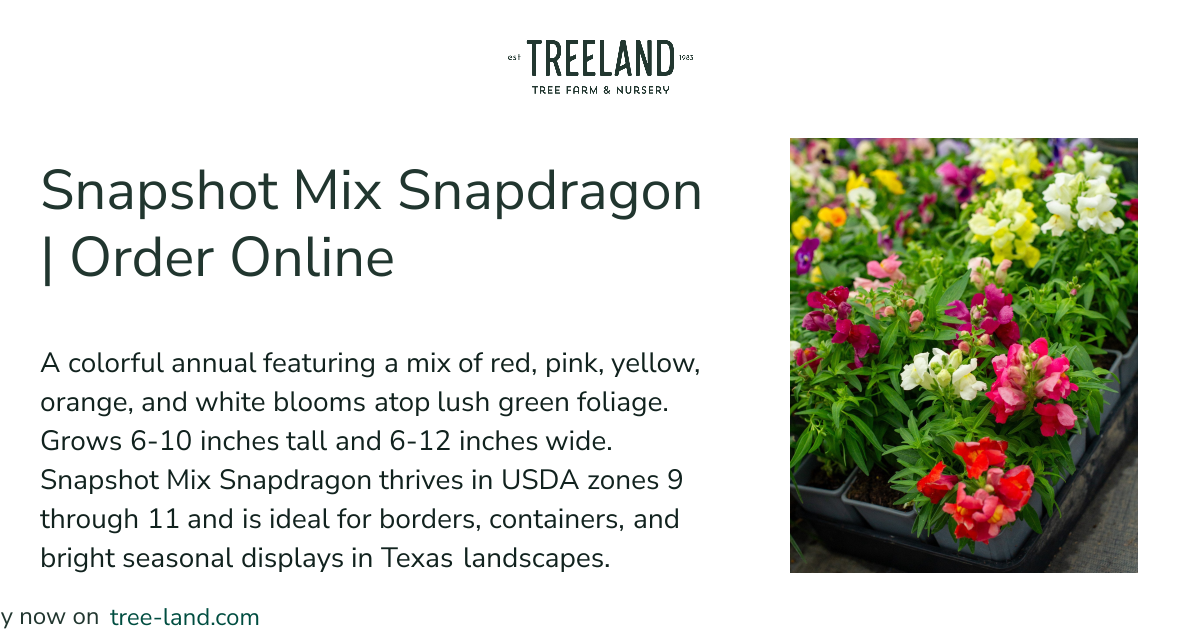 Snapshot Mix Snapdragon | Order Online | Treeland Nursery