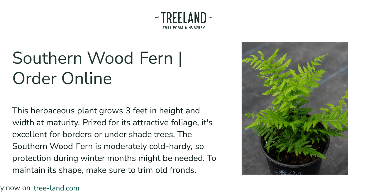 Southern Wood Fern | Order Online | Treeland Nursery