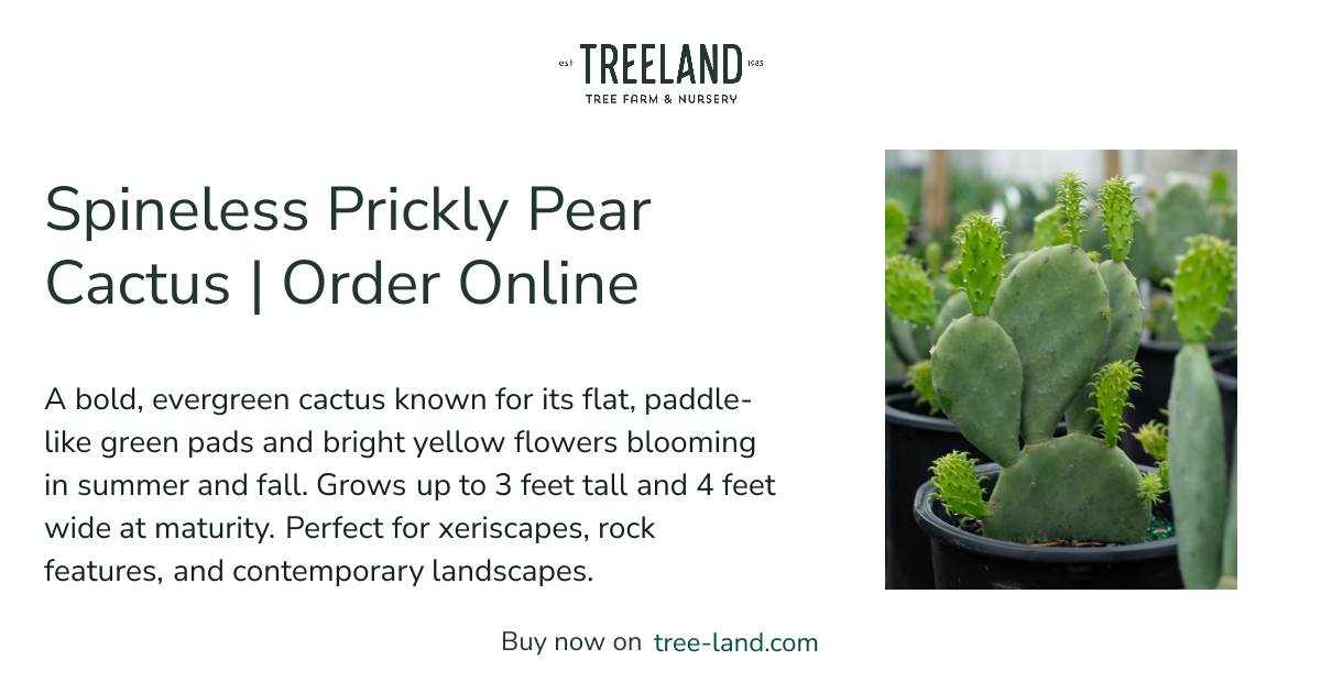 Spineless Prickly Pear Cactus | Order Online | Treeland Nursery