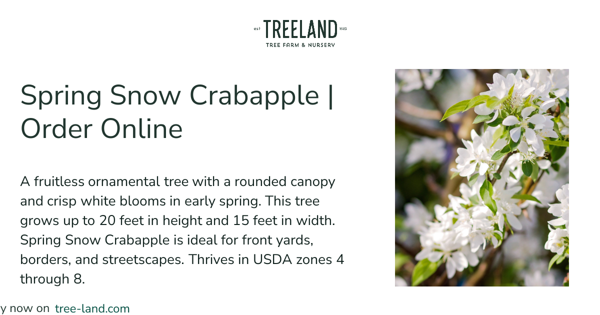 Spring Snow Crabapple | Order Online | Treeland Nursery