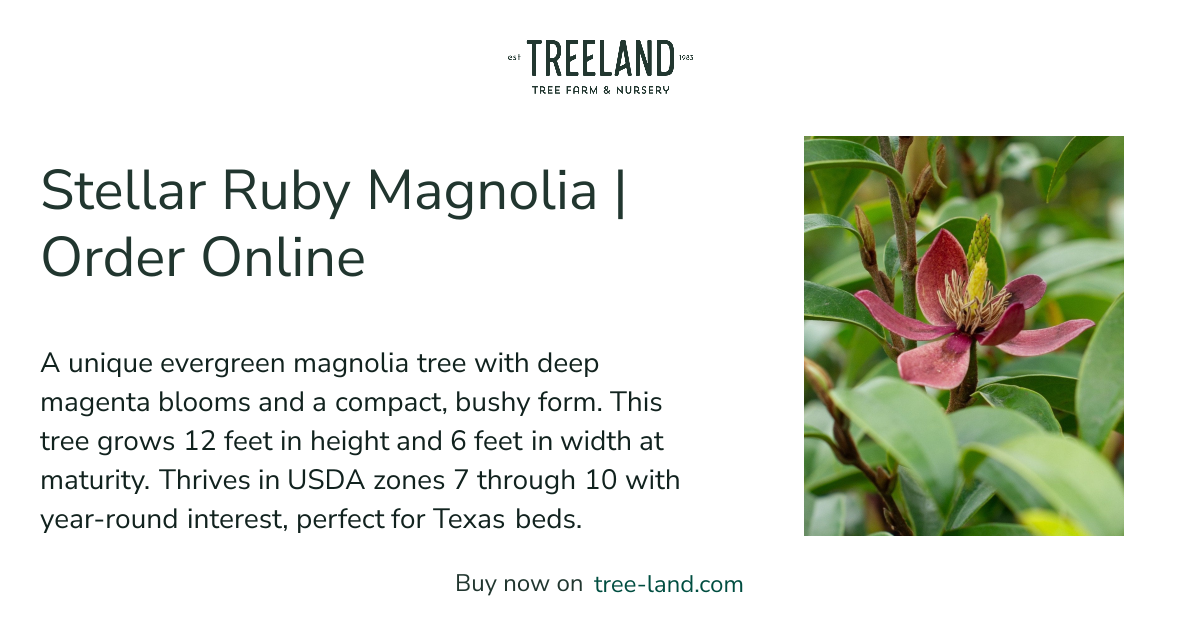 Stellar Ruby Magnolia | Order Online | Treeland Nursery