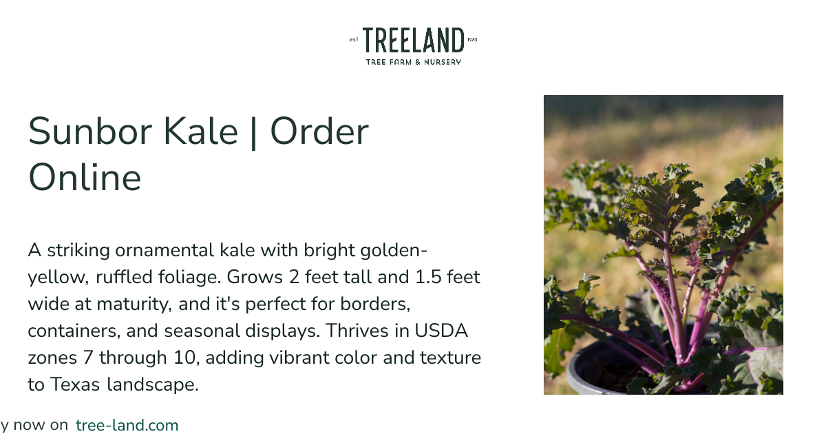 Sunbor Kale | Order Online | Treeland Nursery