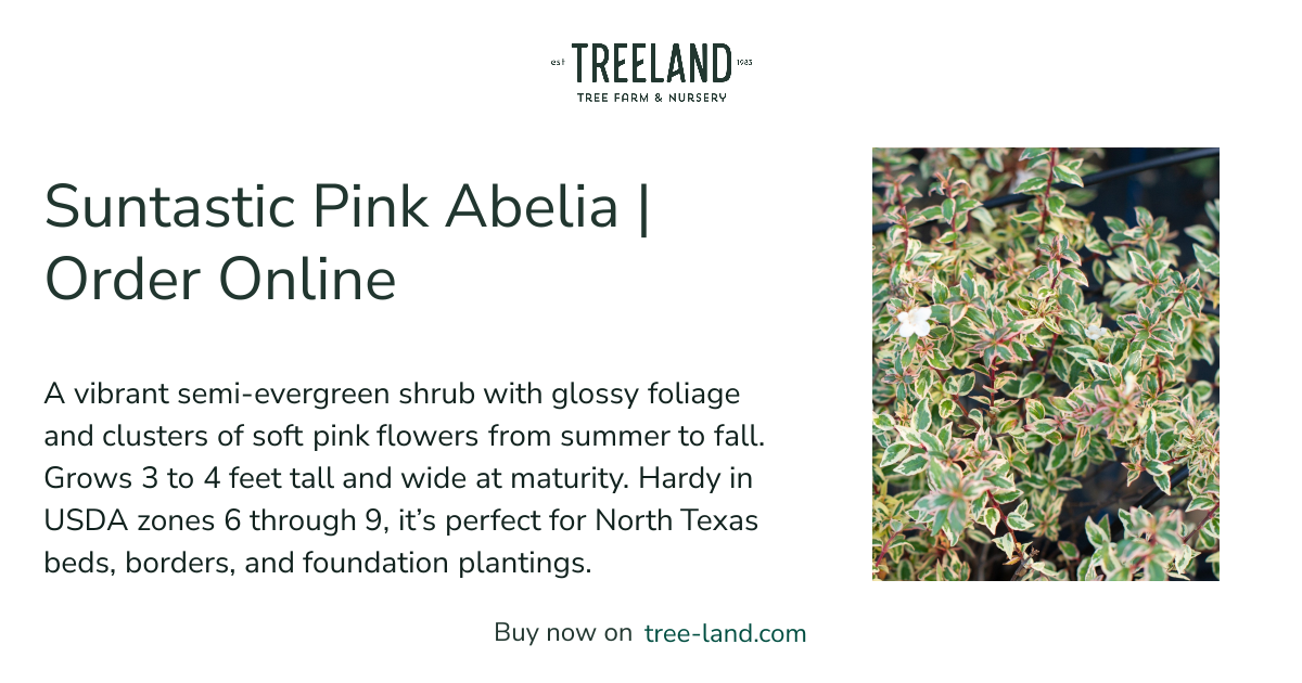 Suntastic Pink Abelia | Order Online | Treeland Nursery