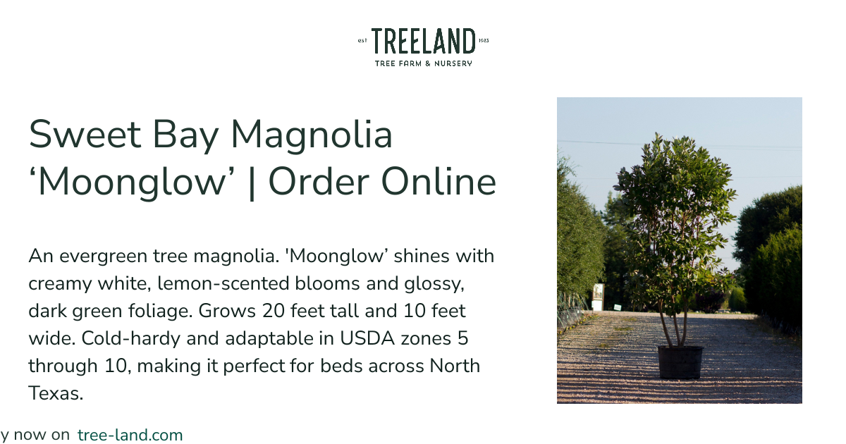 Sweet Bay Magnolia ‘Moonglow’ | Order Online | Treeland Nursery