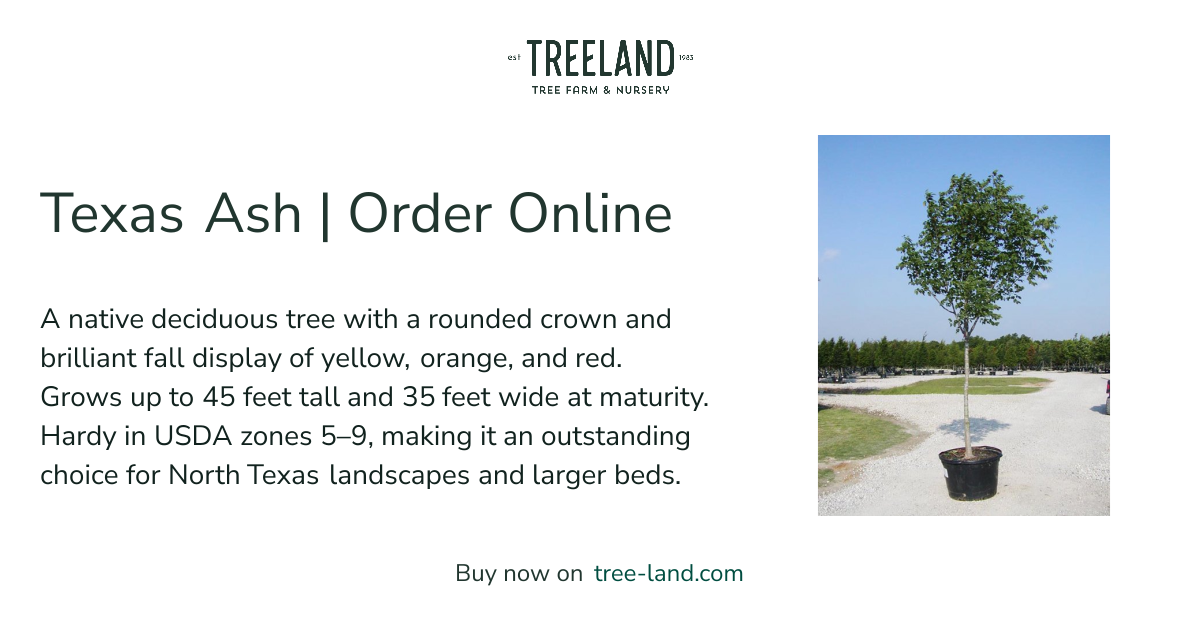 Texas Ash | Order Online | Treeland Nursery
