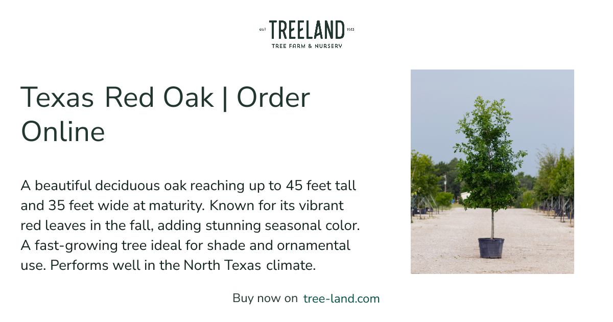 Texas Red Oak | Order Online | Treeland Nursery