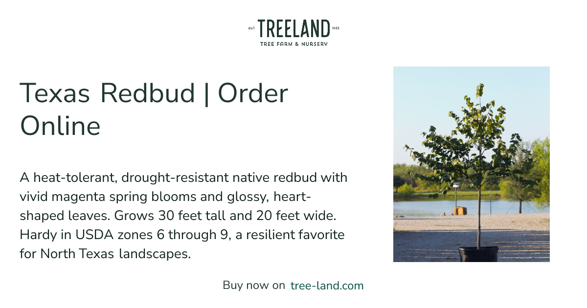 Texas Redbud | Order Online | Treeland Nursery