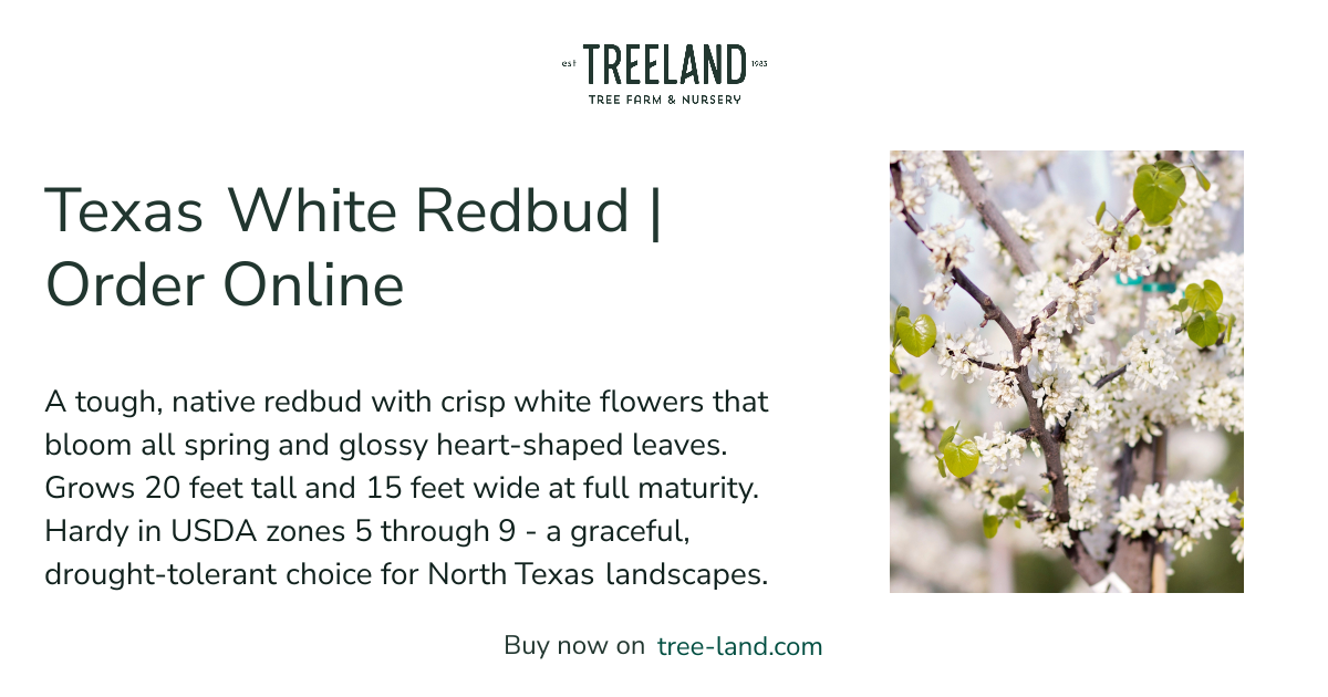 Texas White Redbud | Order Online | Treeland Nursery