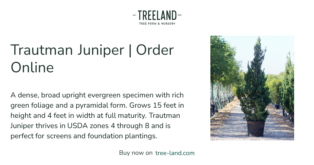Trautman Juniper | Order Online | Treeland Nursery