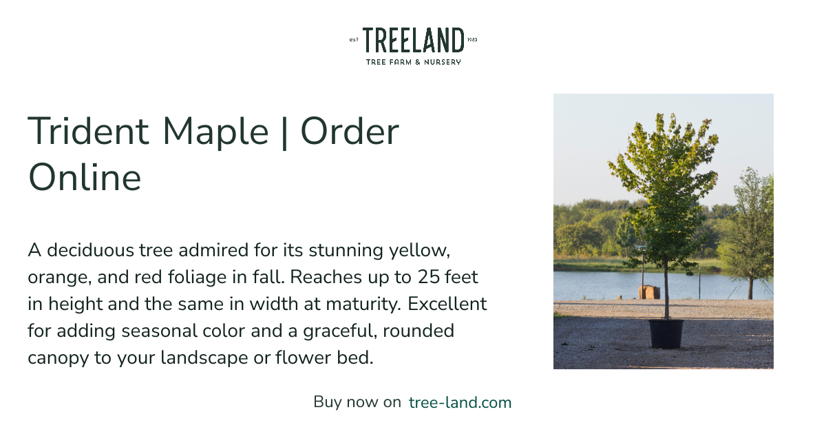 Trident Maple | Order Online | Treeland Nursery