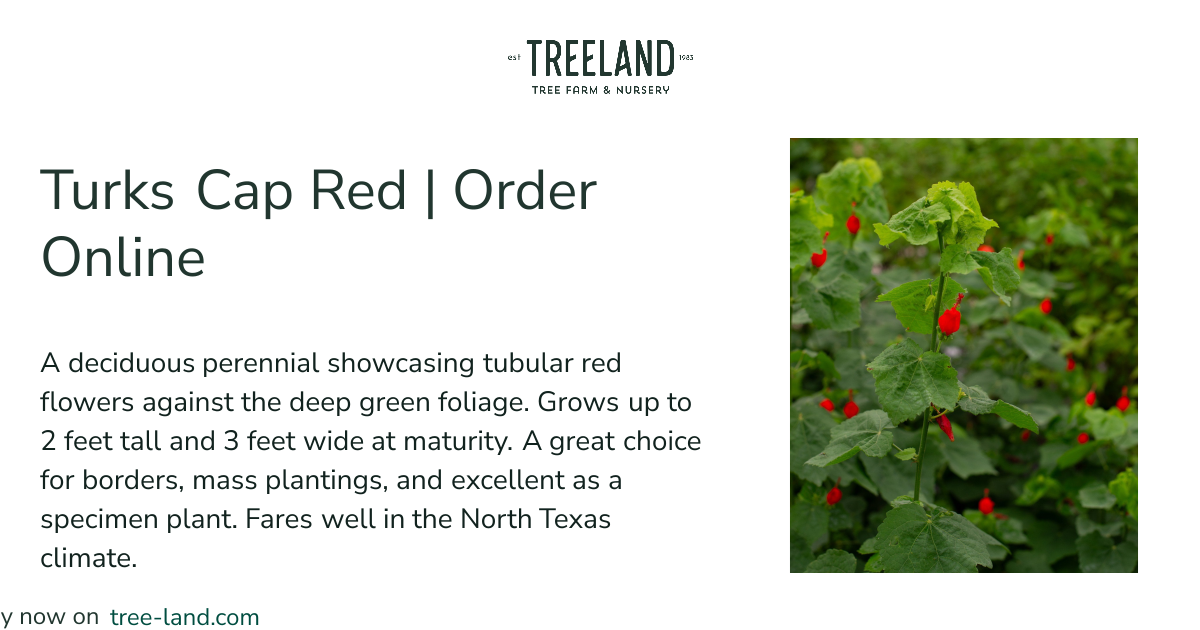 Turks Cap Red | Order Online | Treeland Nursery