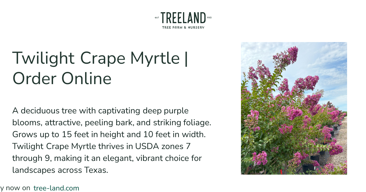 Twilight Crape Myrtle | Order Online | Treeland Nursery