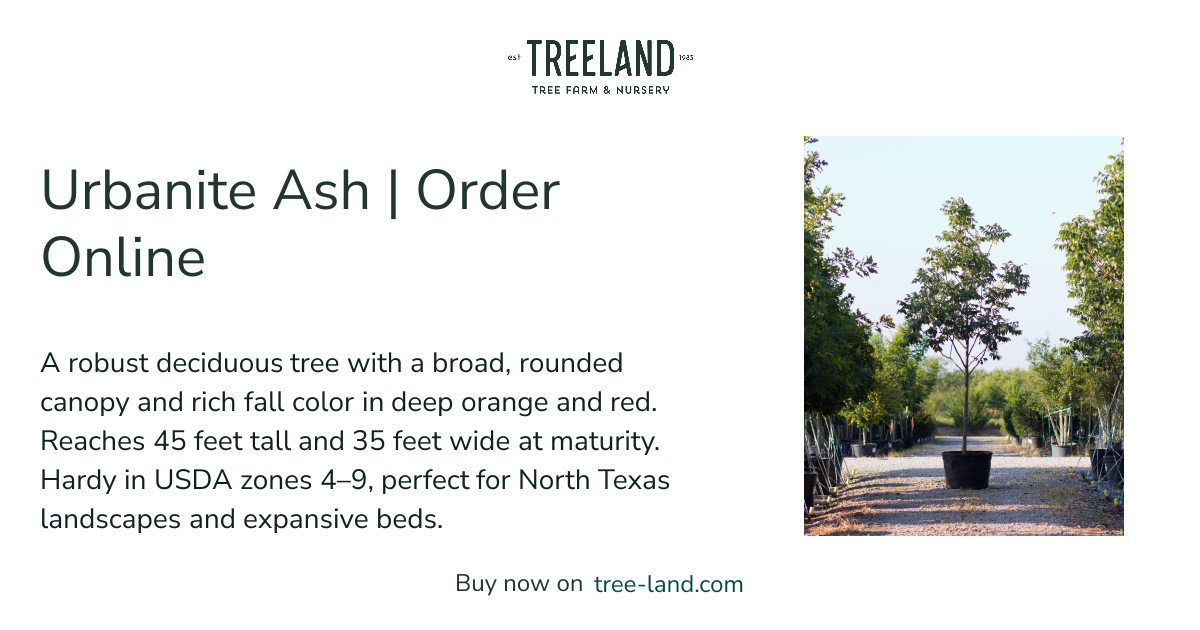 Urbanite Ash | Order Online | Treeland Nursery
