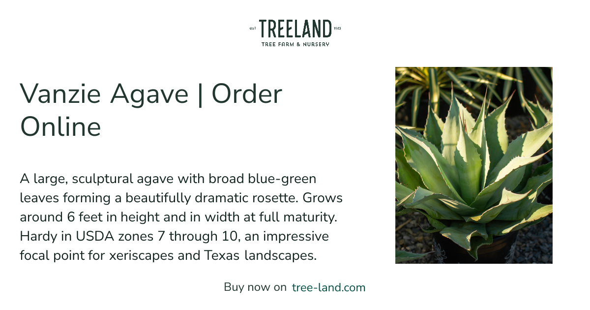 Vanzie Agave | Order Online | Treeland Nursery