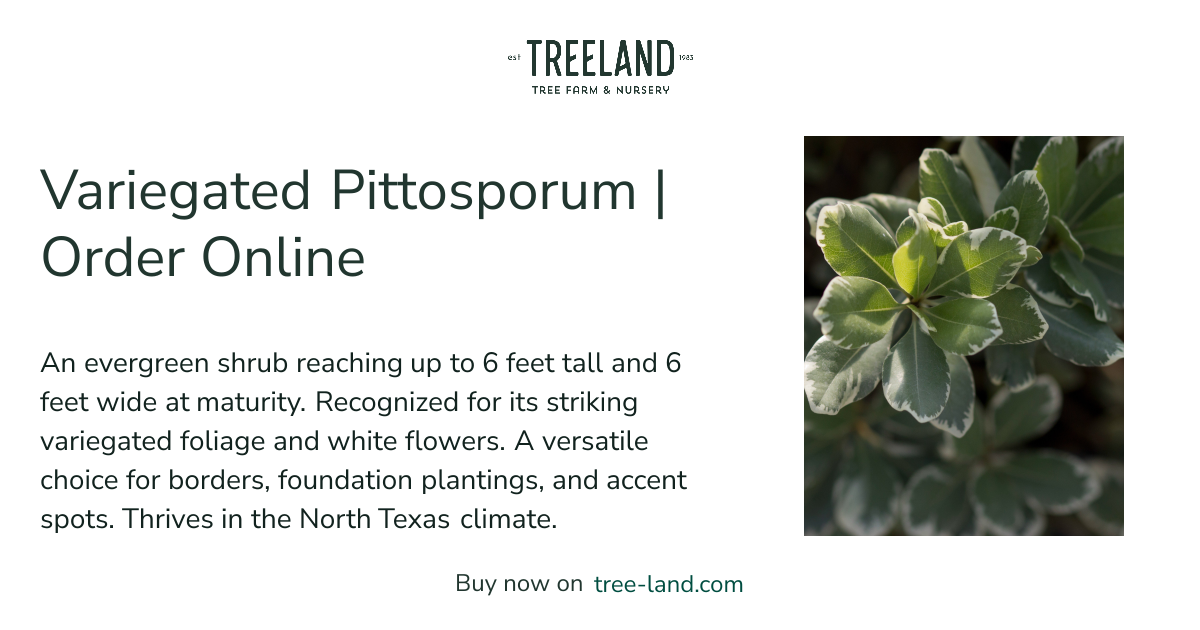 Variegated Pittosporum | Order Online | Treeland Nursery