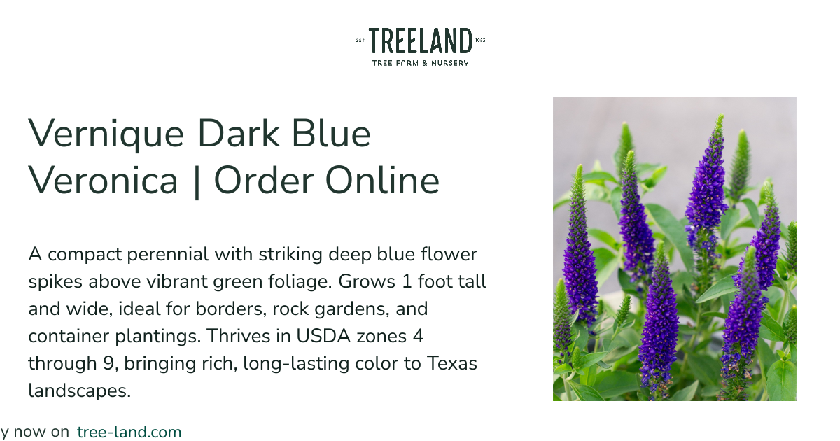 Vernique Dark Blue Veronica | Order Online | Treeland Nursery