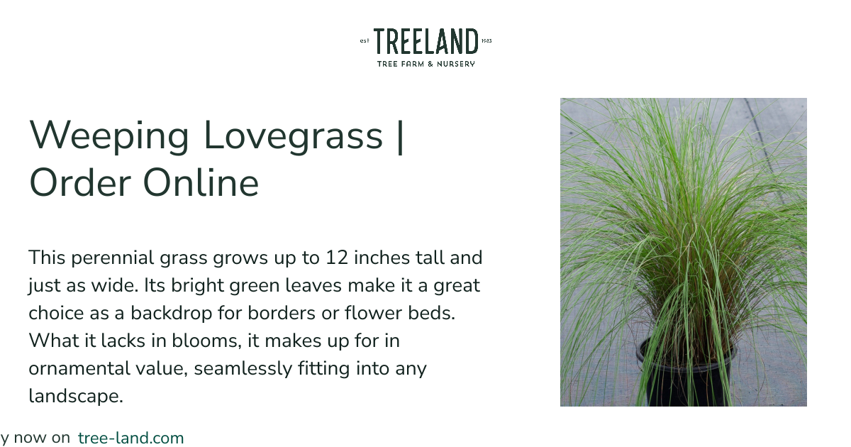 Weeping Lovegrass | Order Online | Treeland Nursery