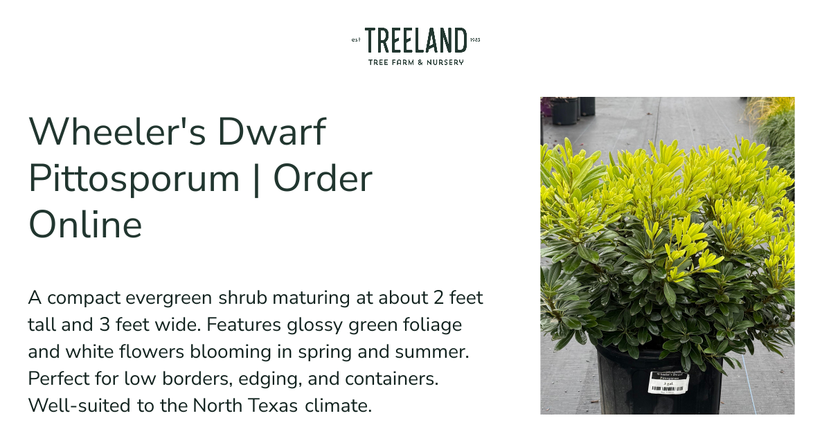 Wheeler's Dwarf Pittosporum | Order Online | Treeland Nursery
