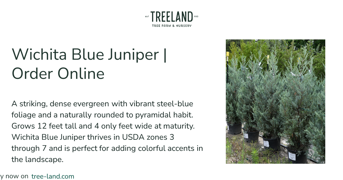 Wichita Blue Juniper | Order Online | Treeland Nursery