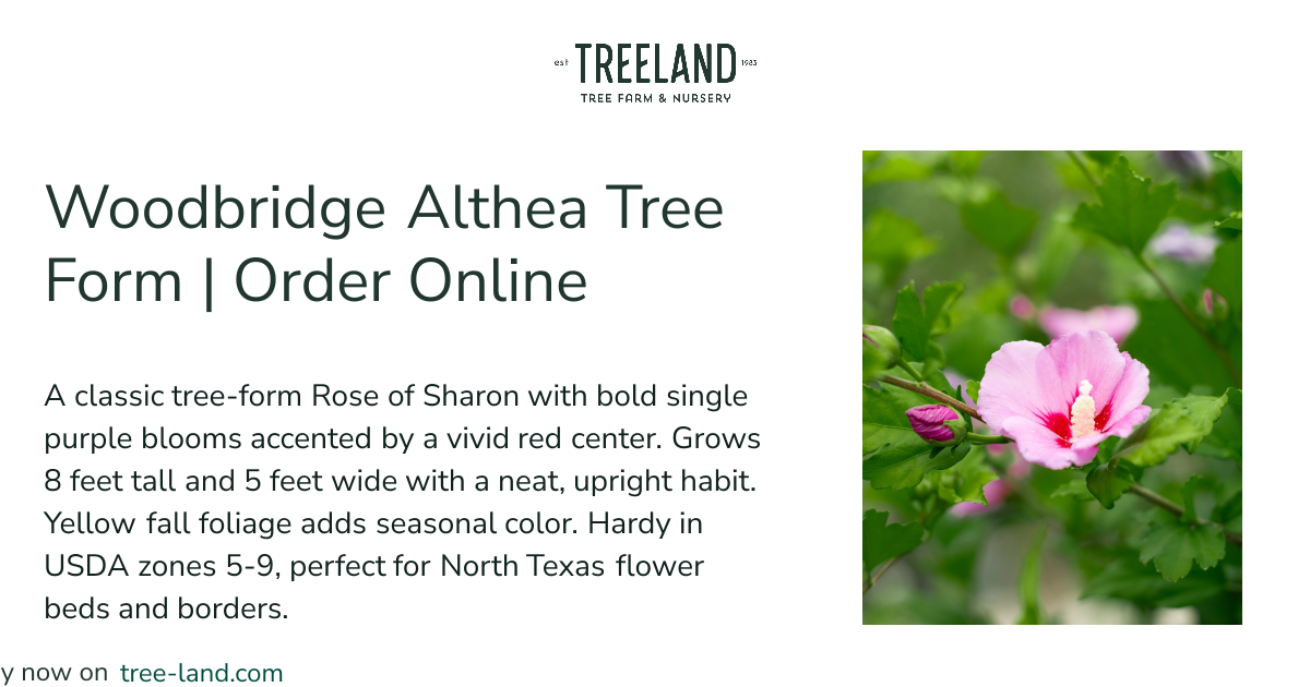 Woodbridge Althea Tree Form | Order Online | Treeland Nursery