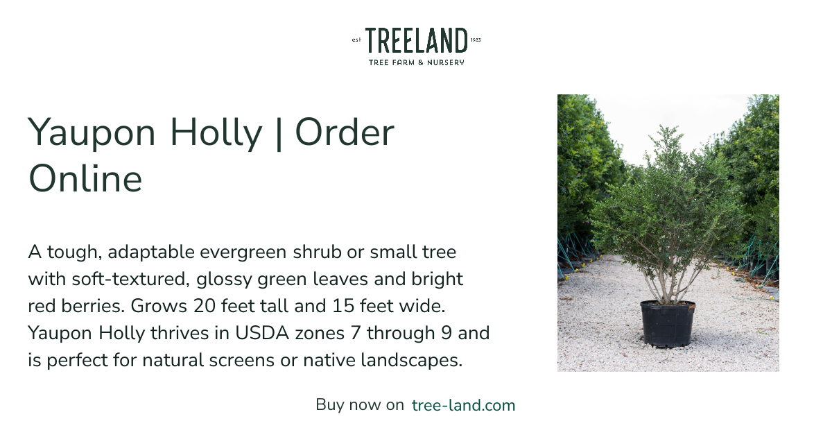 Yaupon Holly | Order Online | Treeland Nursery