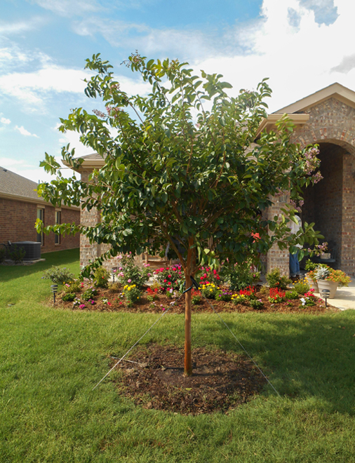 Muskogee Crape Myrtle - Dallas, Texas - Treeland Nursery Muskogee Crape Myrtle - Dallas, Texas - Treeland Nursery